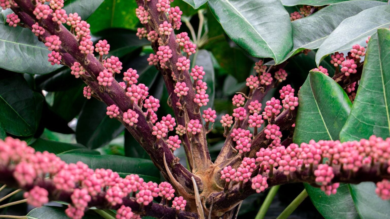 Umbrella Tree: The Best Ways To Grow Scheffleras - Epic Gardening