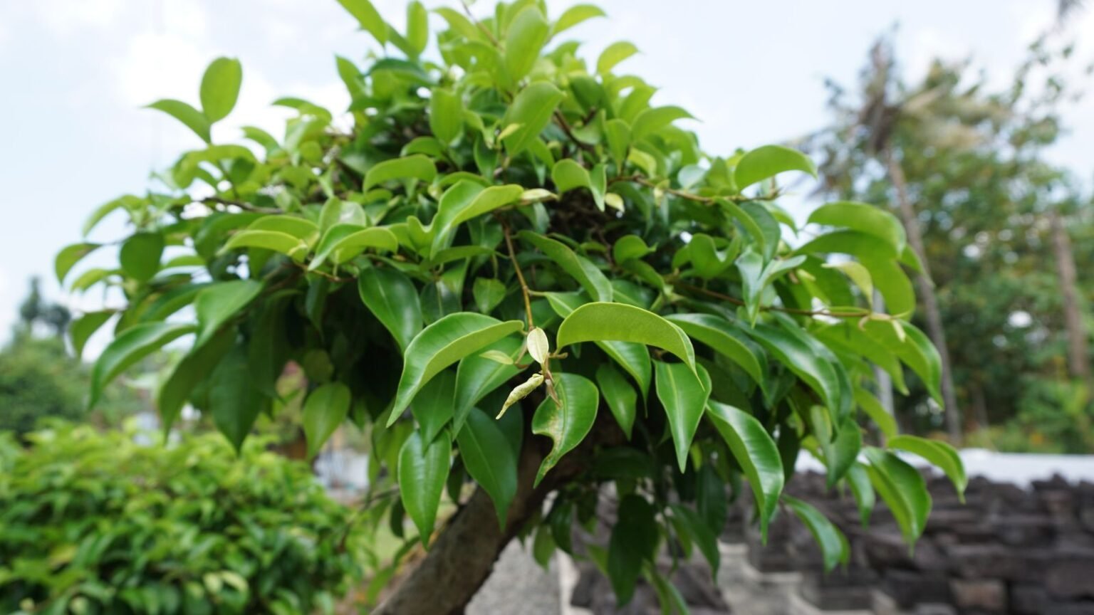 How to Plant, Grow, & Care for Weeping Fig Tree Ficus Benjamina
