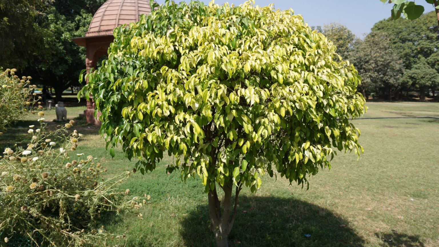How to Plant, Grow, & Care for Weeping Fig Tree Ficus Benjamina