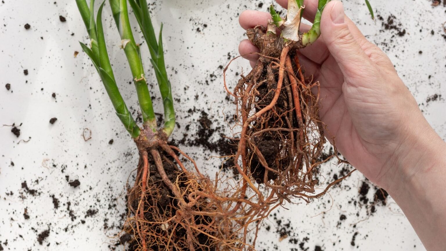 How to Plant, Grow, and Care for Lucky Bamboo