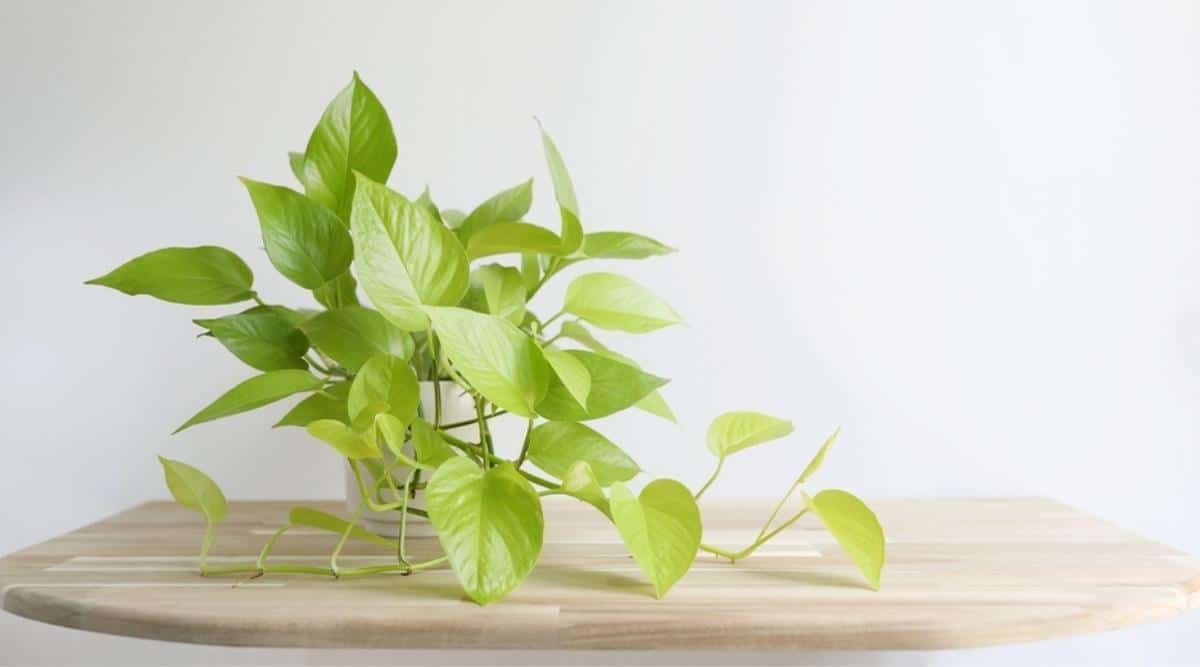 Devil's Ivy Care Guide: How to Grow a Gorgeous Golden Pothos
