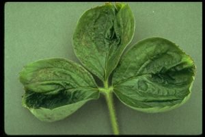 Plant Nutrients Explained: Everything You Ever Need To Know