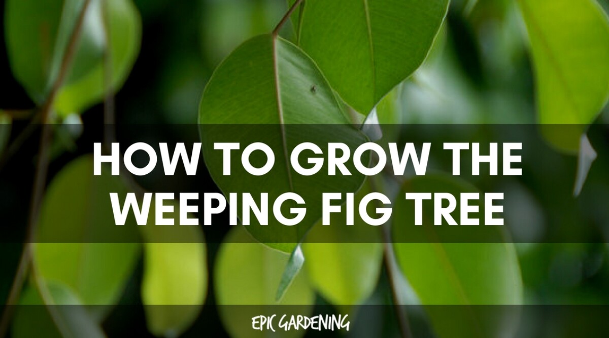 Ficus Benjamina – Weeping Fig Tree Care - Epic Gardening
