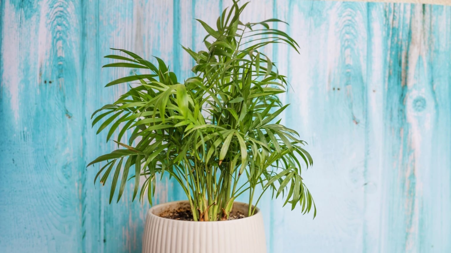 What to Do Immediately When You Bring Home a New Parlour Palm