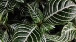 How to Plant, Grow and Care for Zebra Plant