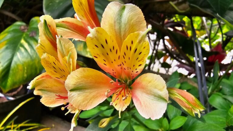 How to Plant, Grow, and Care for Peruvian Lily