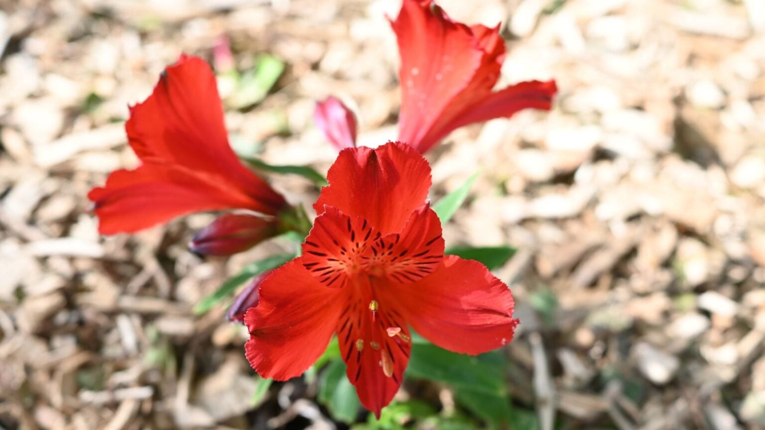 How to Plant, Grow, and Care for Peruvian Lily