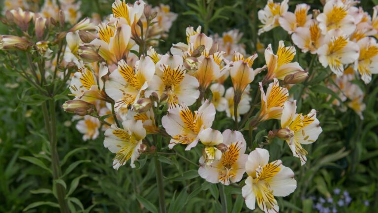 How to Plant, Grow, and Care for Peruvian Lily