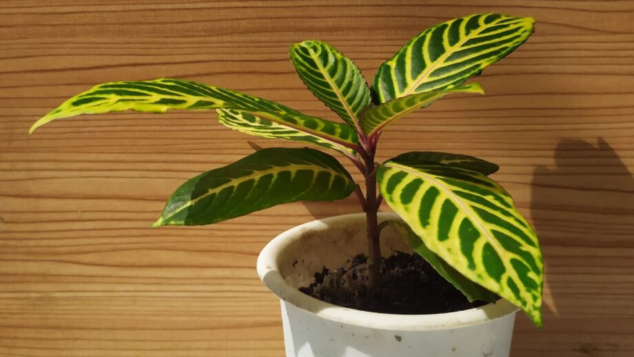How to Plant, Grow and Care for Zebra Plant