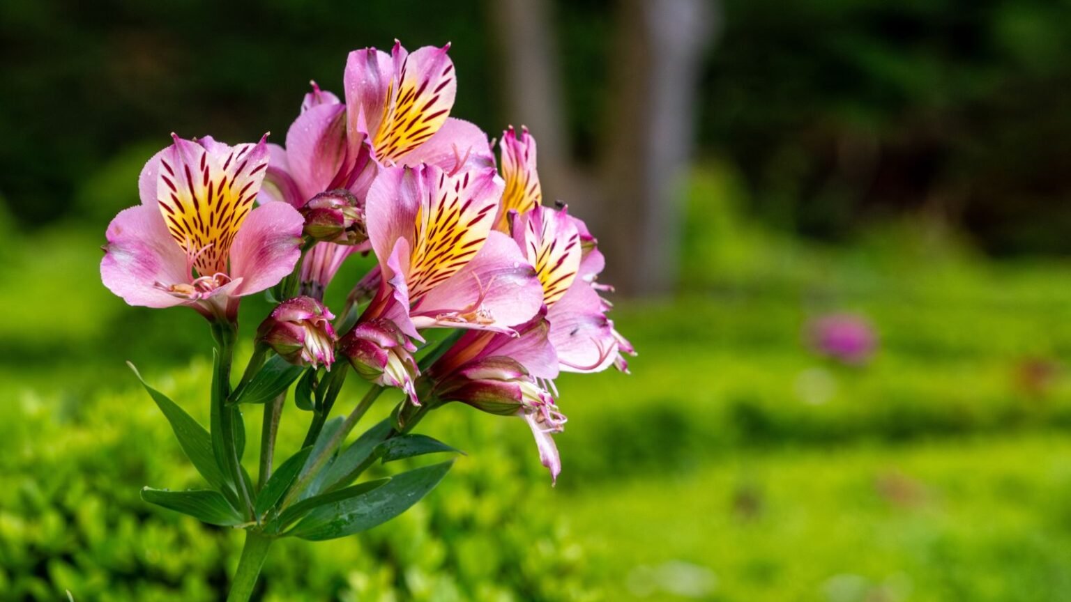 How to Plant, Grow, and Care for Peruvian Lily
