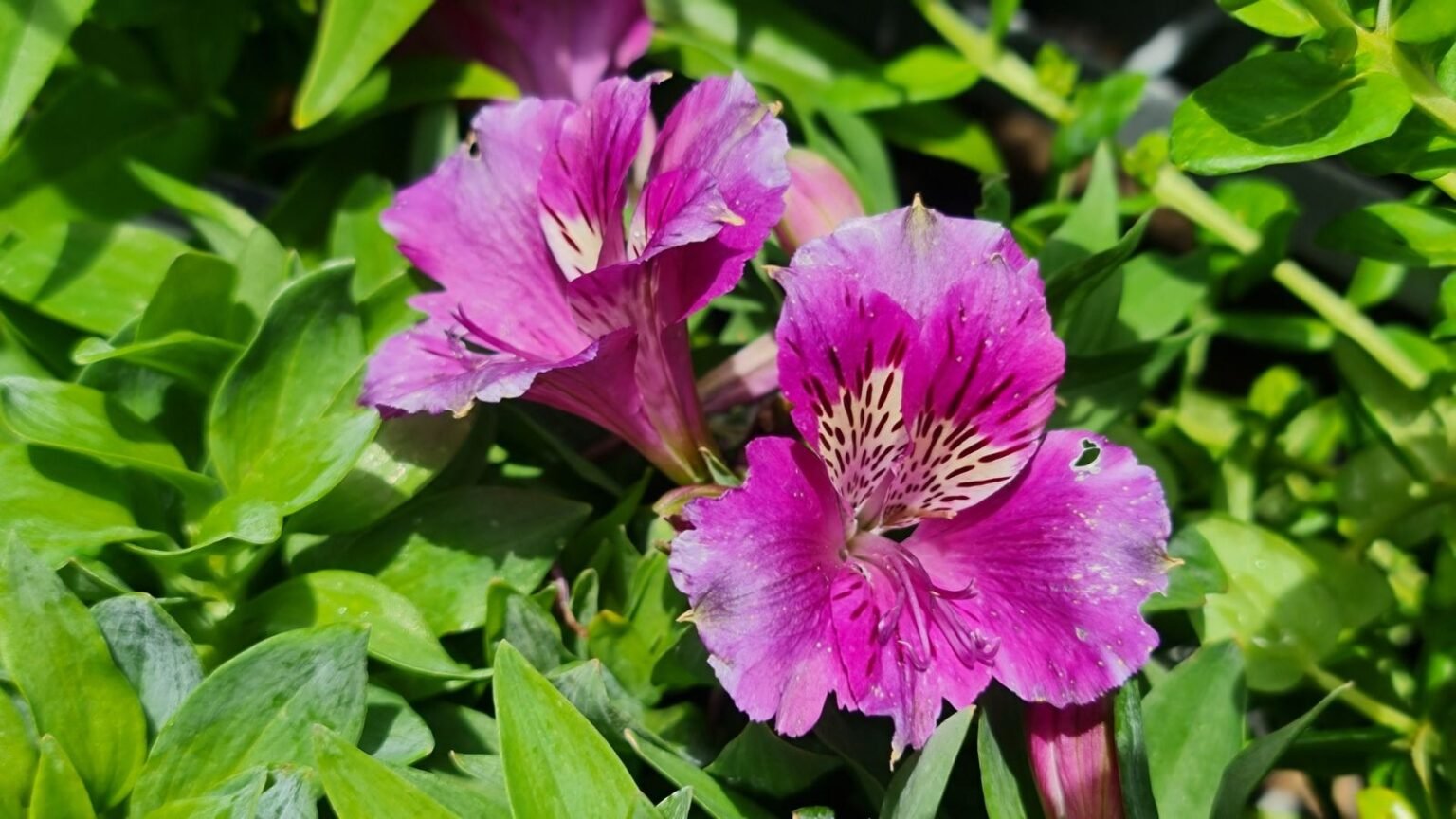How to Plant, Grow, and Care for Peruvian Lily