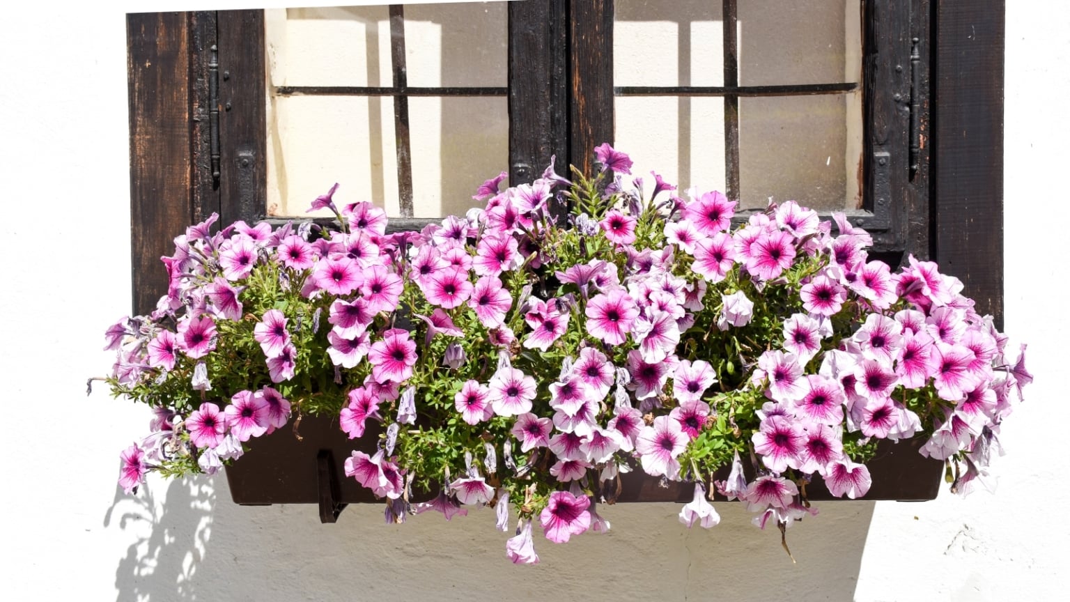 23 Best Plants For Beautiful Window Boxes
