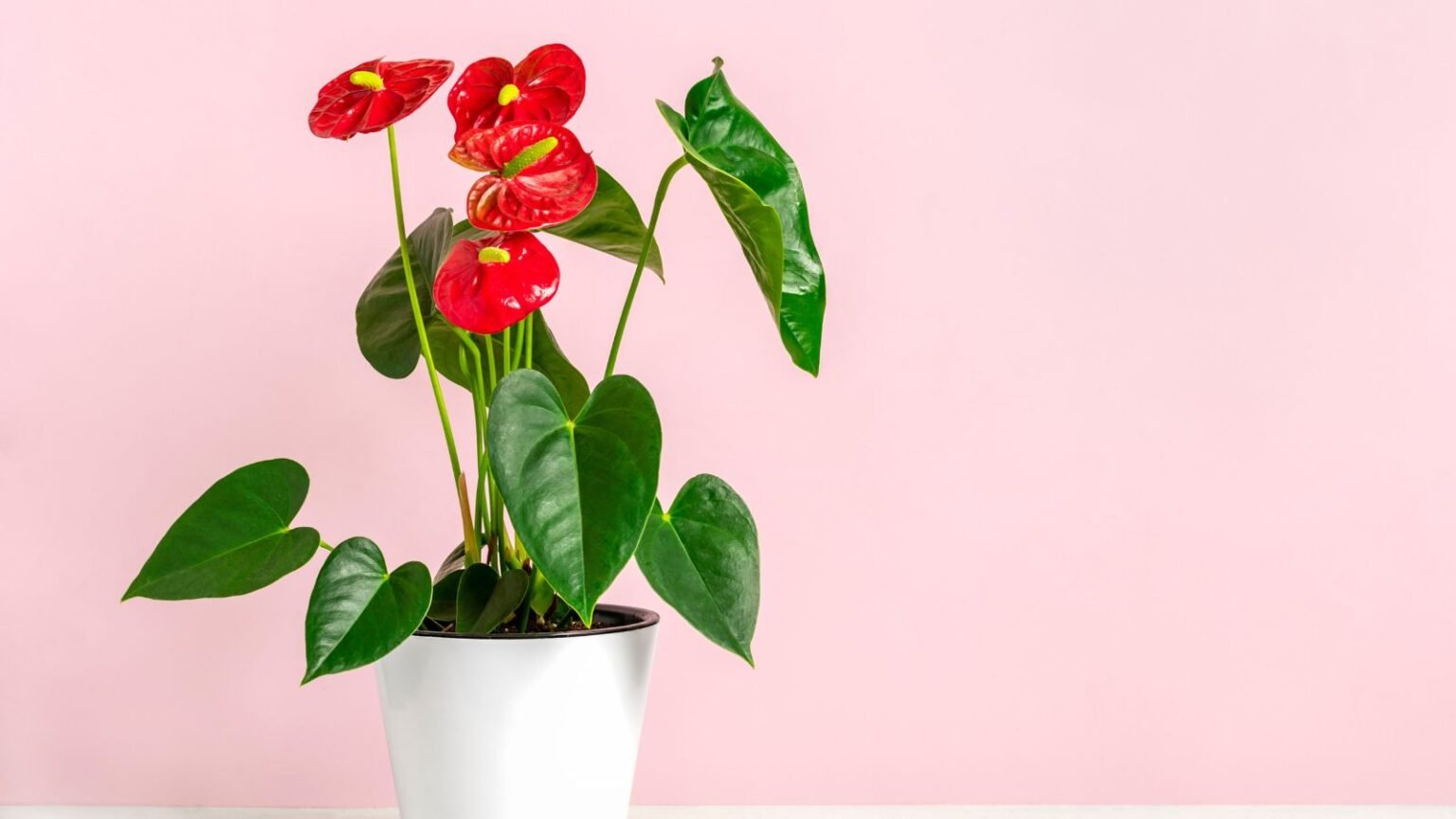 How to Plant, Grow, and Care for Flamingo Flower