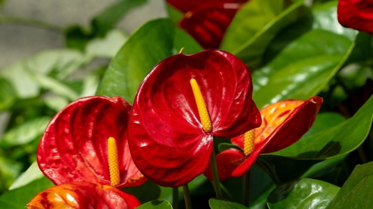 How to Plant, Grow, and Care for Flamingo Flower
