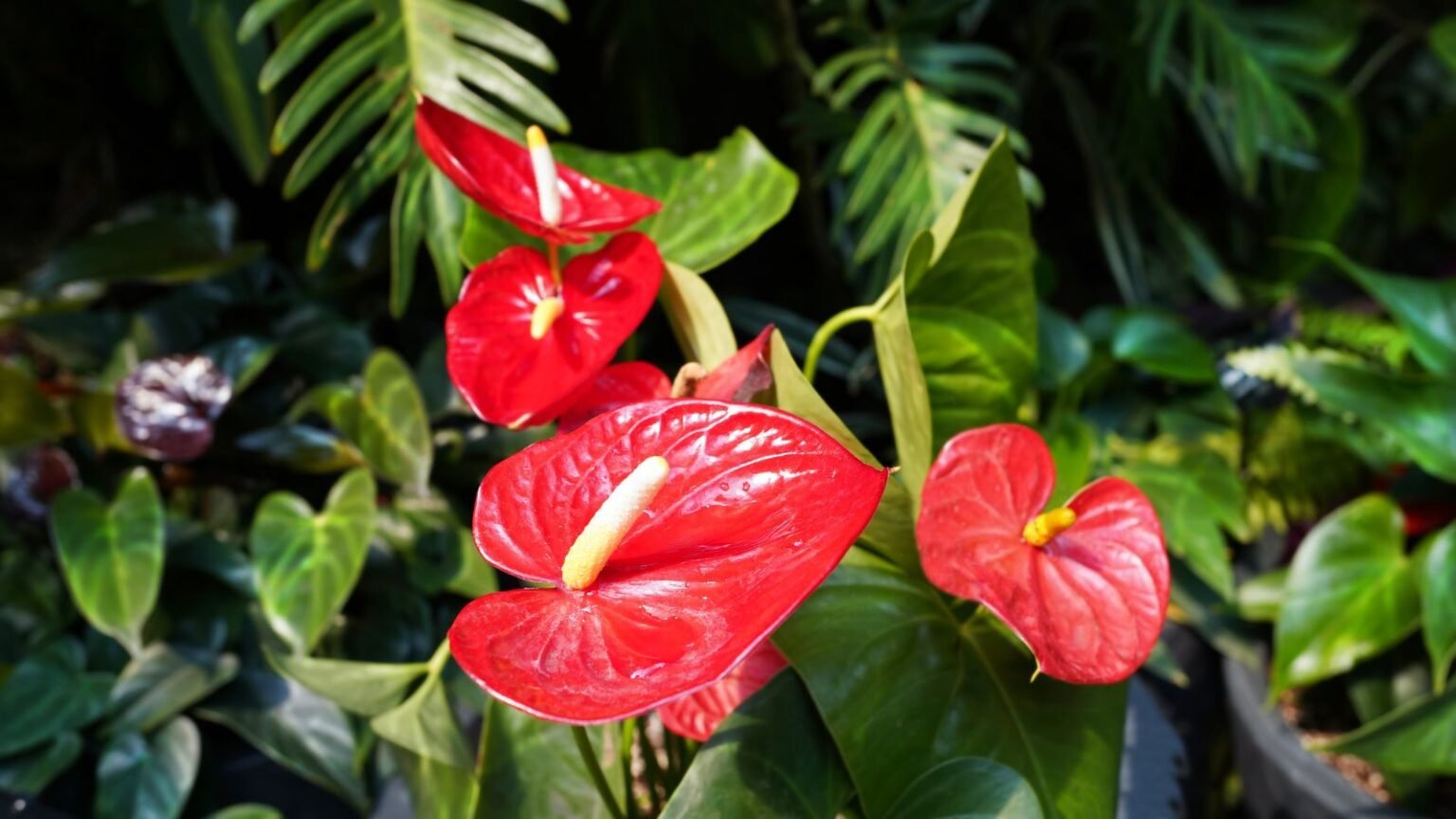 How to Plant, Grow, and Care for Flamingo Flower
