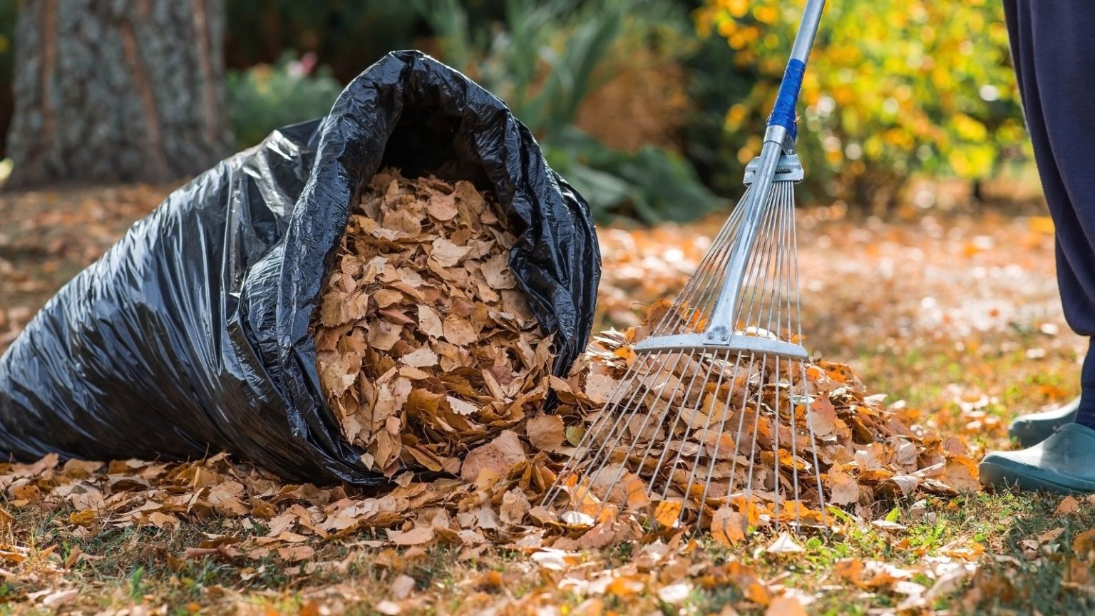 Composting Leaves: How to Break Down Fallen Leaves Fast