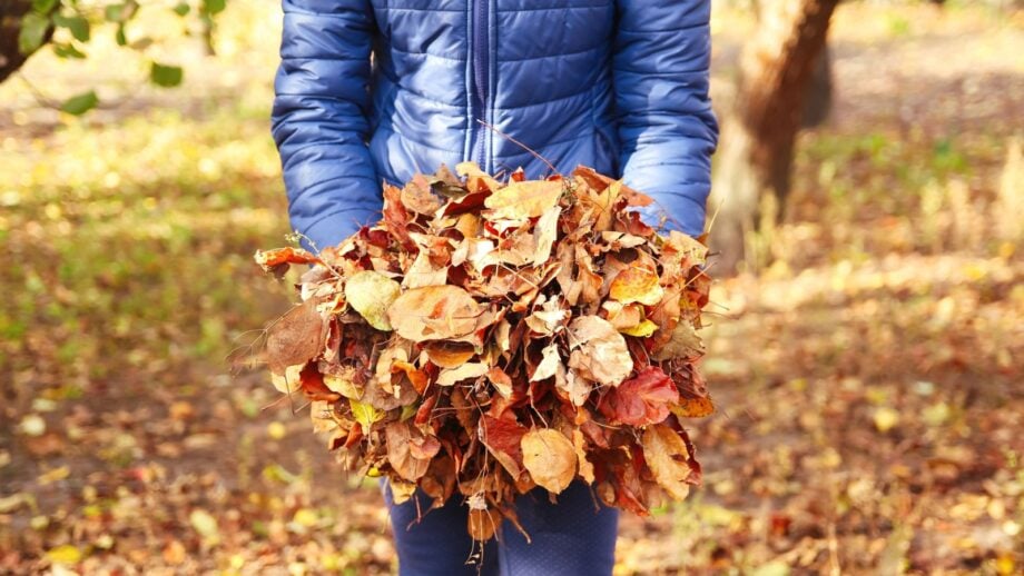 Composting Leaves: How to Break Down Fallen Leaves Fast
