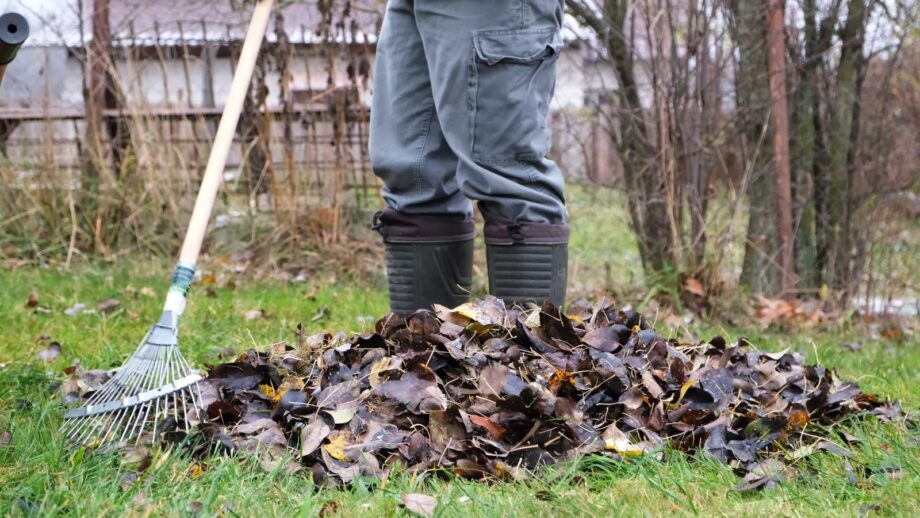 Composting Leaves: How to Break Down Fallen Leaves Fast