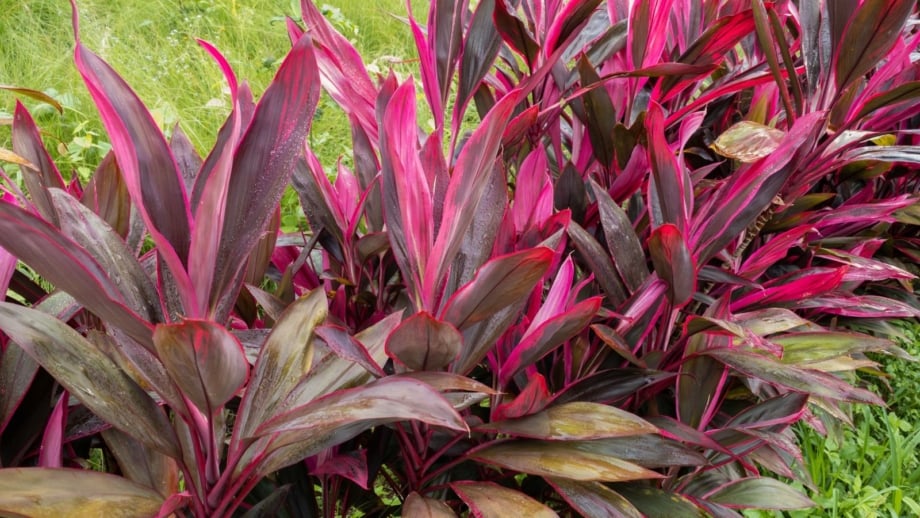 How to Plant, Grow, and Care for Hawaiian Ti Plant