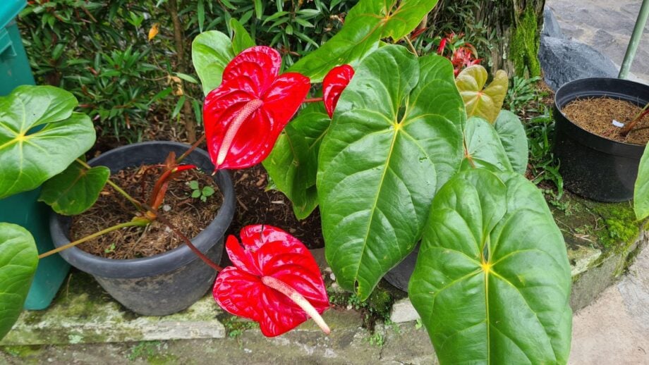 How to Plant, Grow, and Care for Flamingo Flower
