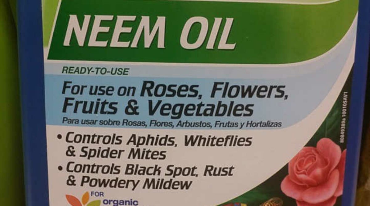 Neem Oil: How To Use It To Control Pests Safely - Epic Gardening