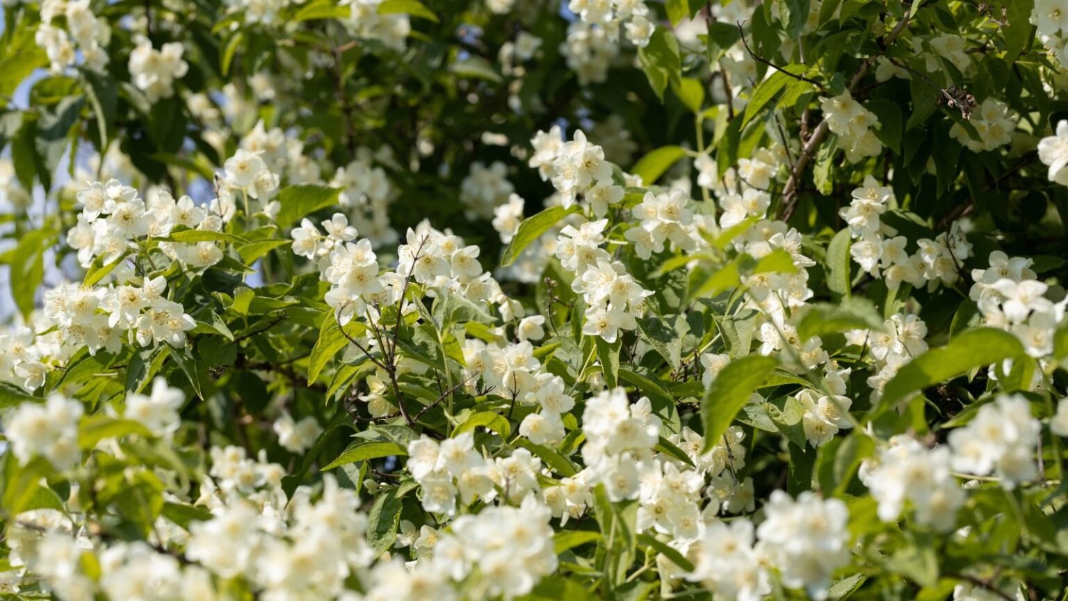 How to Plant, Grow, and Care for Jasmine