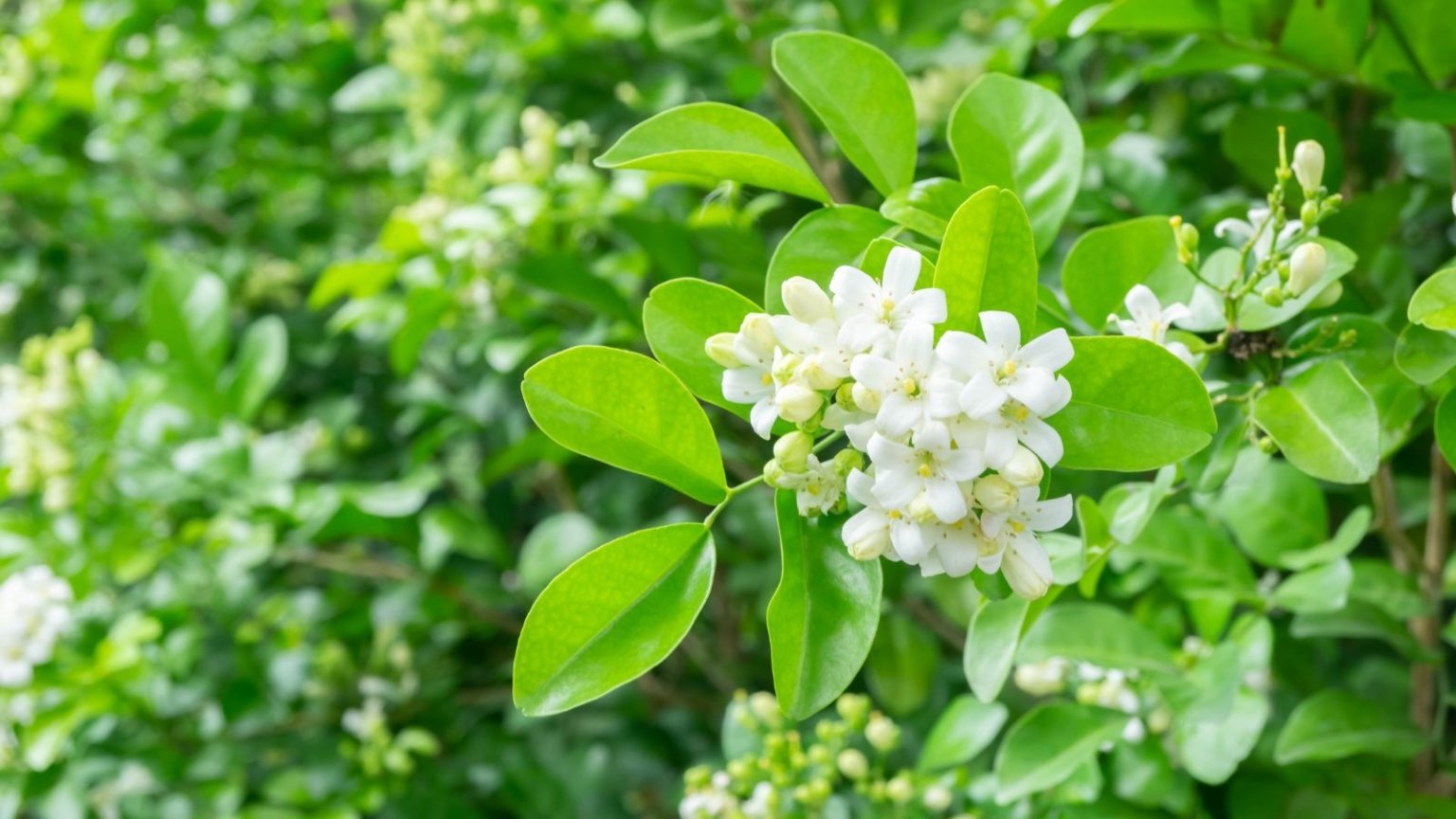 How to Plant, Grow, and Care for Jasmine