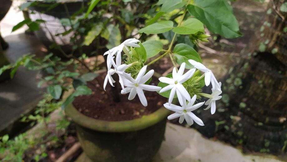 How to Plant, Grow, and Care for Jasmine