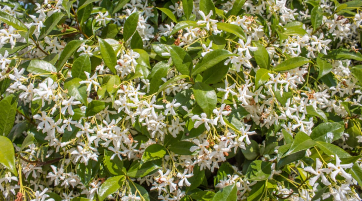 Jasmine Plant: How To Grow and Care for Jasminum - Epic Gardening