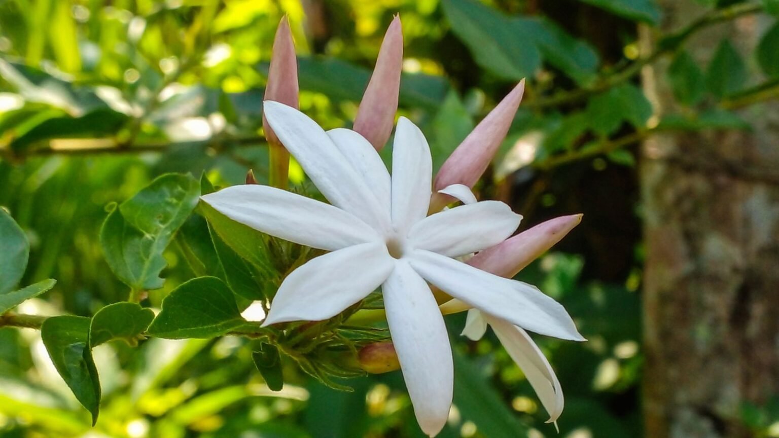 How to Plant, Grow, and Care for Jasmine