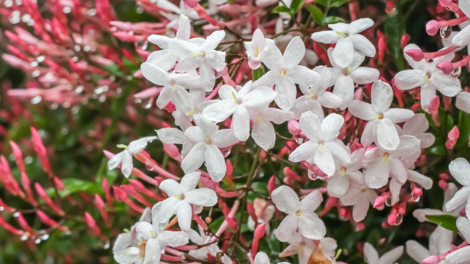 How to Plant, Grow, and Care for Jasmine