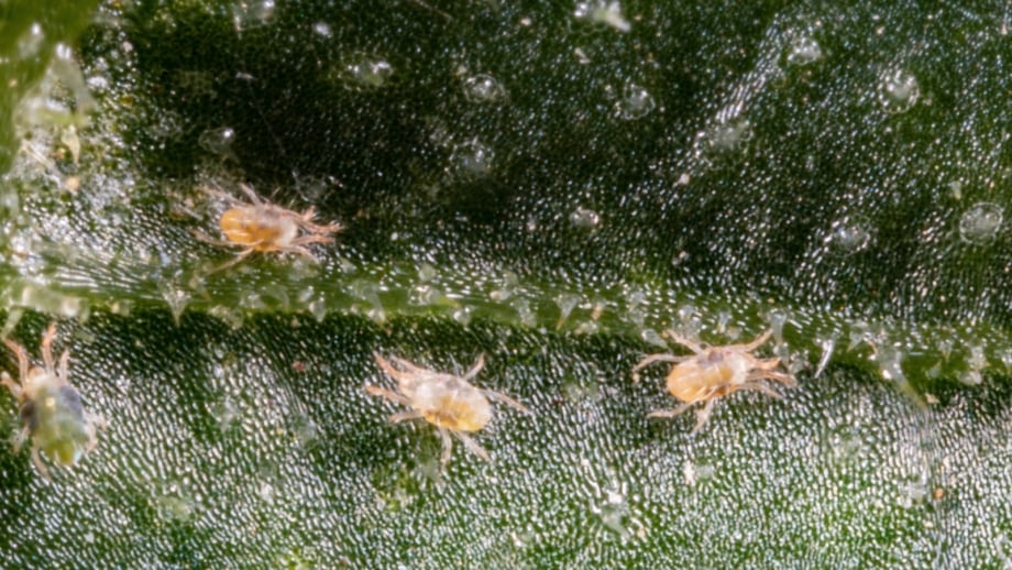 How to Control and Prevent Spider Mites