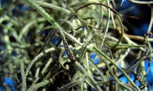 Musgo Español: Cultivo y Cuidado de Tillandsia Usneoides