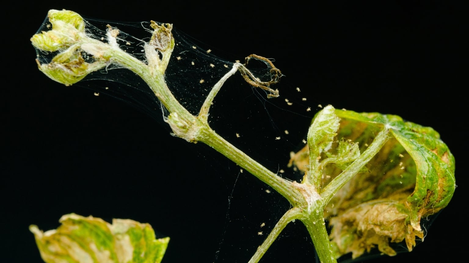 How to Control and Prevent Spider Mites