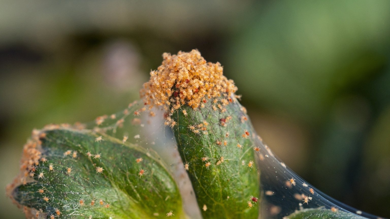 How to Control and Prevent Spider Mites