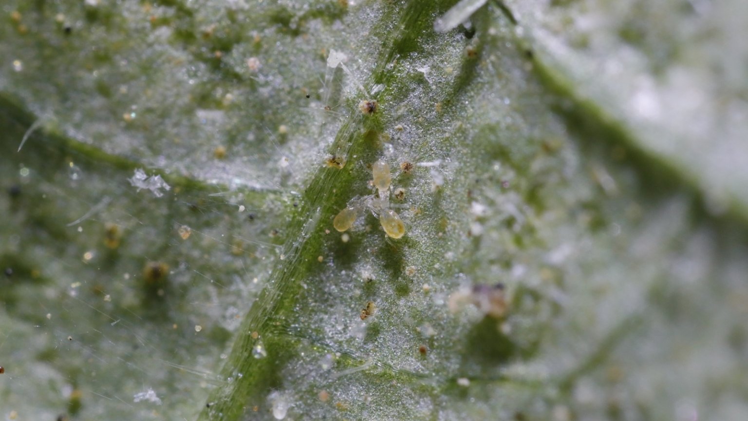 How to Control and Prevent Spider Mites