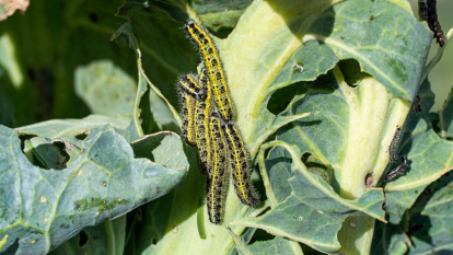 How to Identify and Control Cabbage Worms