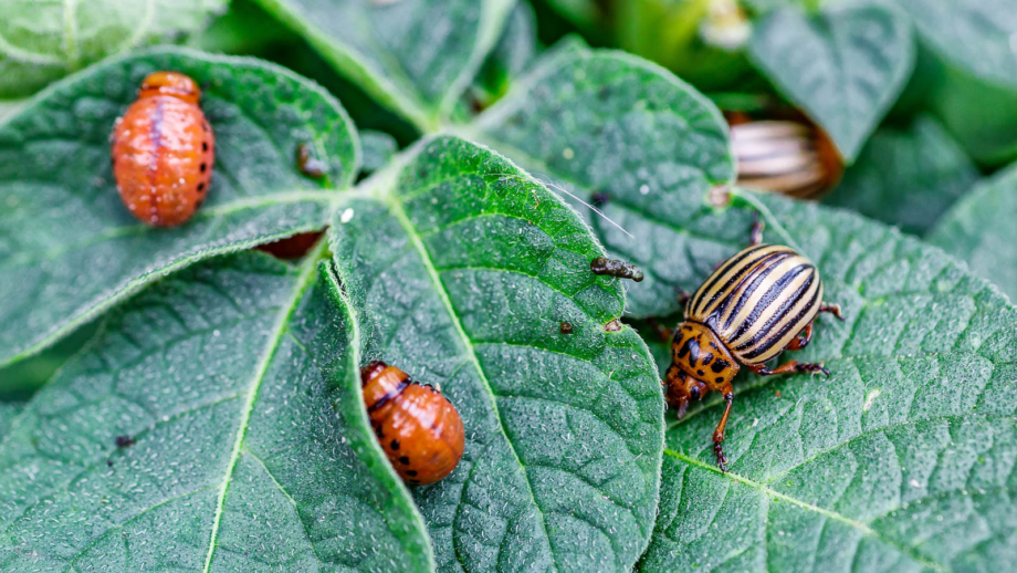 How to Identify, Control, and Prevent Colorado Potato Beetle