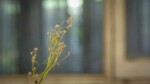 5 Ways for Composting Weeds in the Garden - Epic Gardening