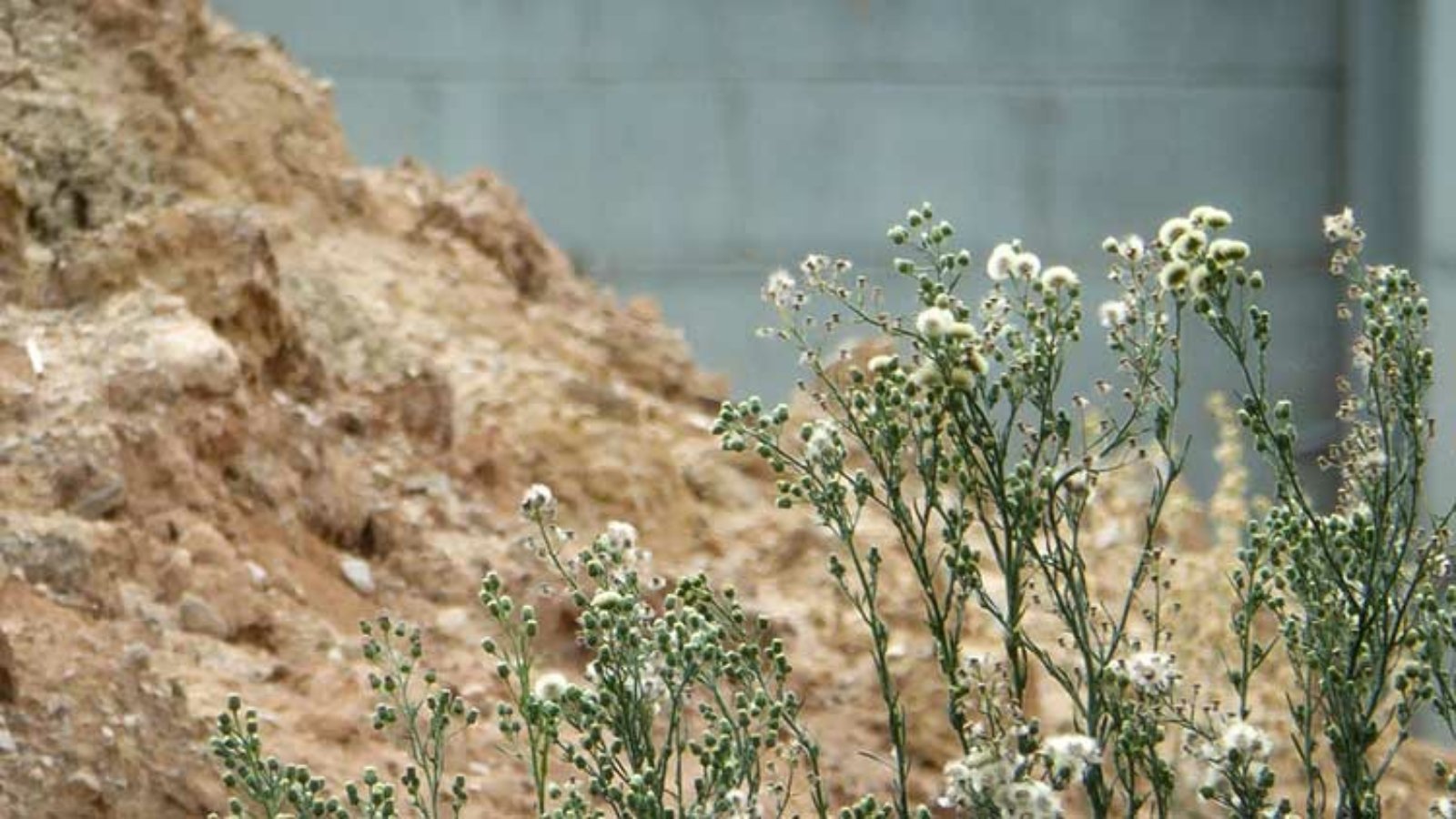 5 Ways for Composting Weeds in the Garden - Epic Gardening