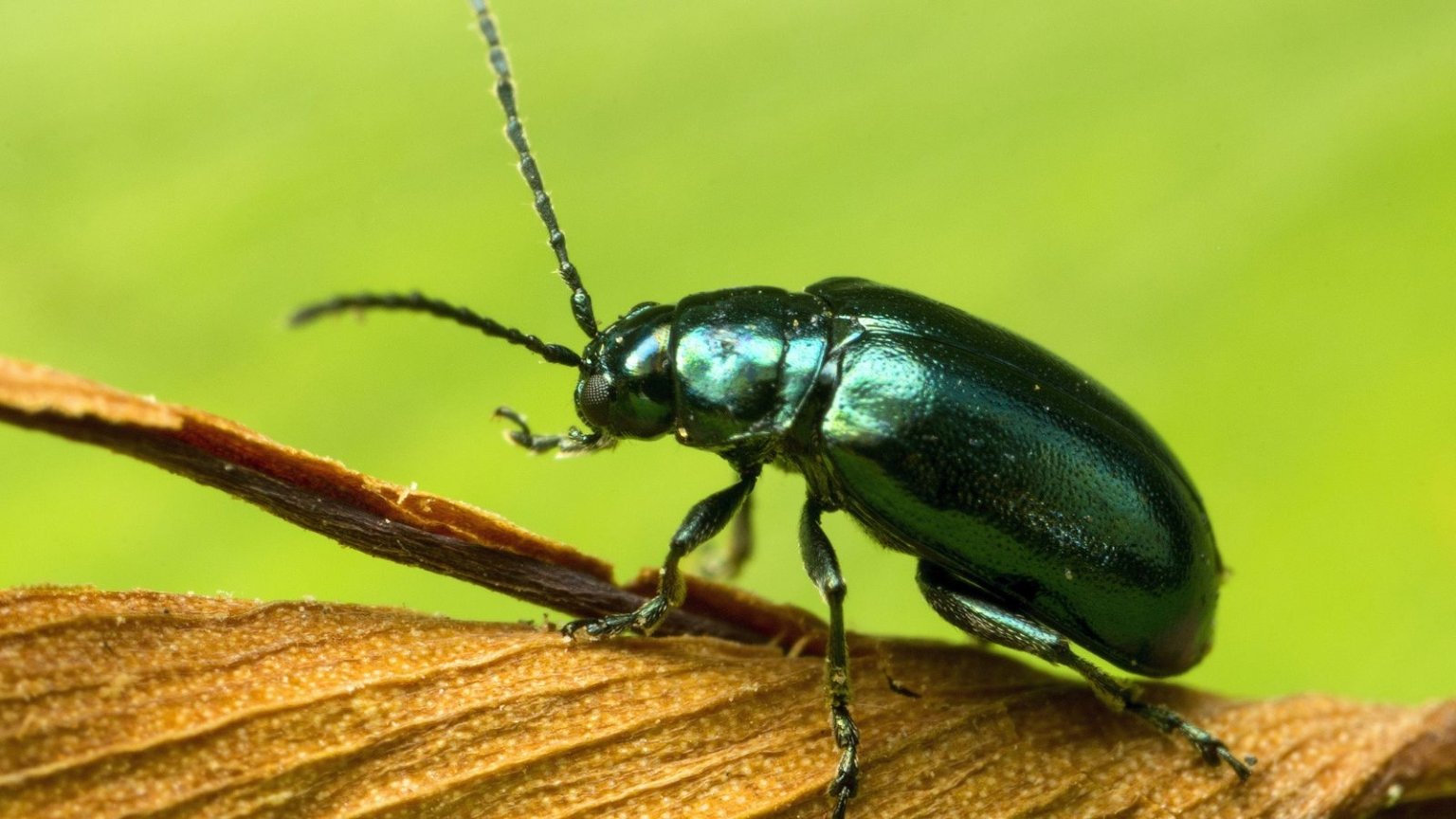 How to Identify and Get Rid of Flea Beetles