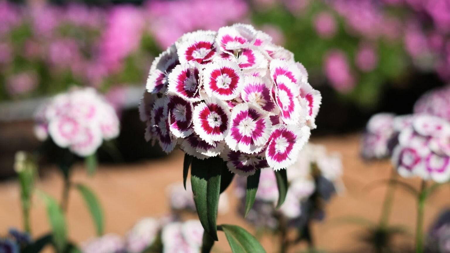 How to Plant, Grow, and Care for Dianthus