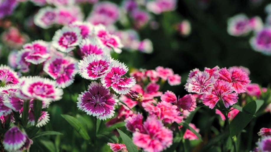 How to Plant, Grow, and Care for Dianthus