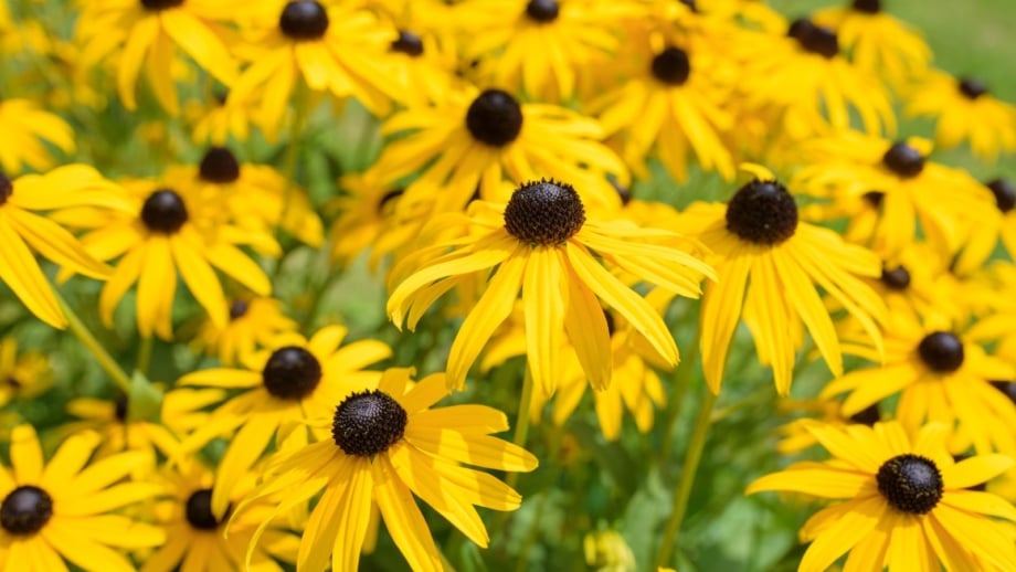 15 Best Flowers You Can Plant in September for Fall Blooms