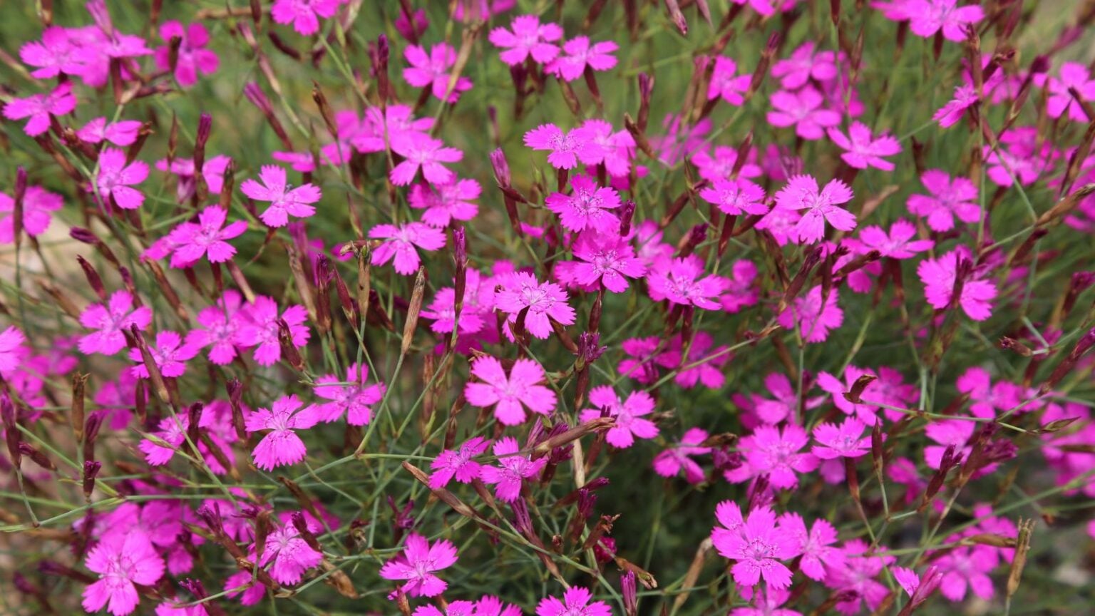 How to Plant, Grow, and Care for Dianthus