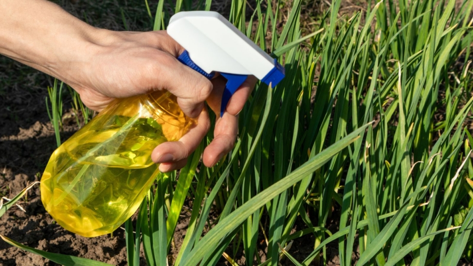 6 DIY Natural Pest Control Recipes for Your Garden - Epic Gardening