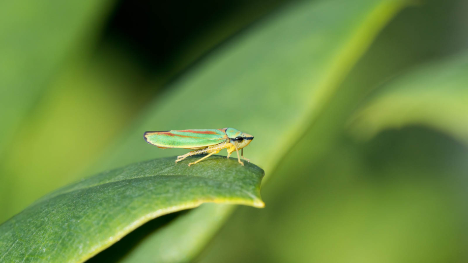 How to Get Rid of Leafhopper Pests for Good