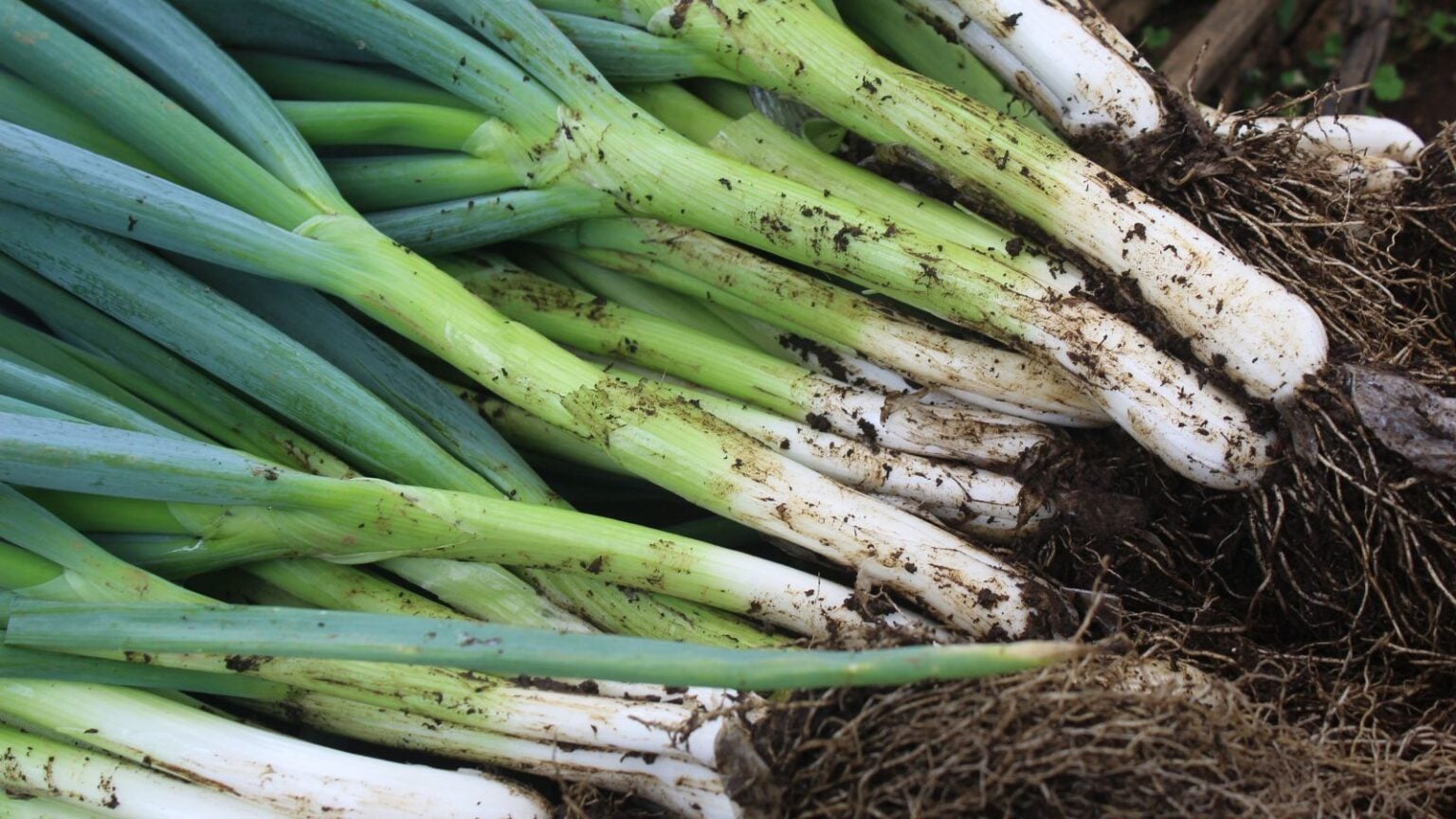 How to Plant, Grow, and Care for Leeks