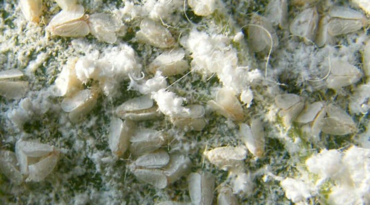 Whiteflies: Eliminating Tiny White Pests - Epic Gardening