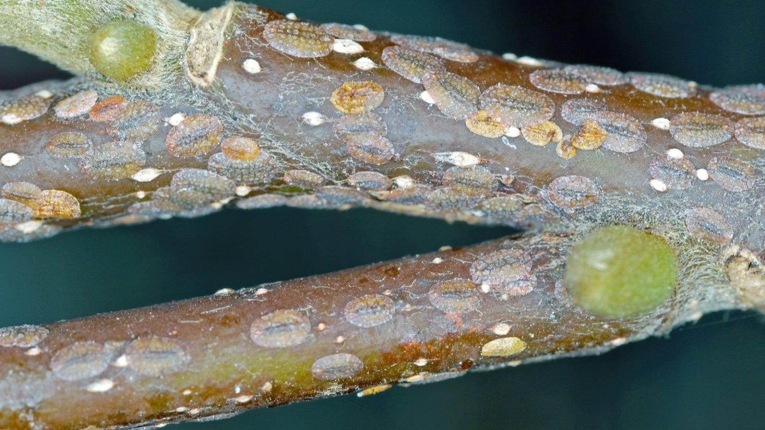How to Control and Prevent Scale Insects